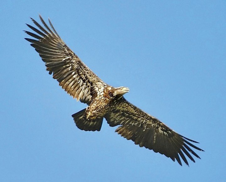 ptice - Hrvatska enciklopedija